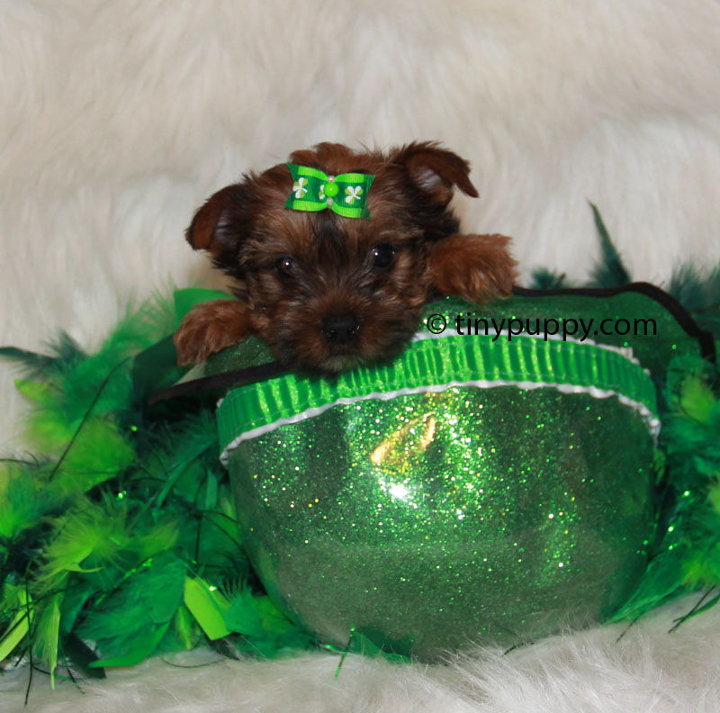Golden Sable Yorkie Baby Mocha - Tinypuppy