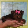 Coco Pari - Micro Dark Chocolate Yorkie - Tinypuppy