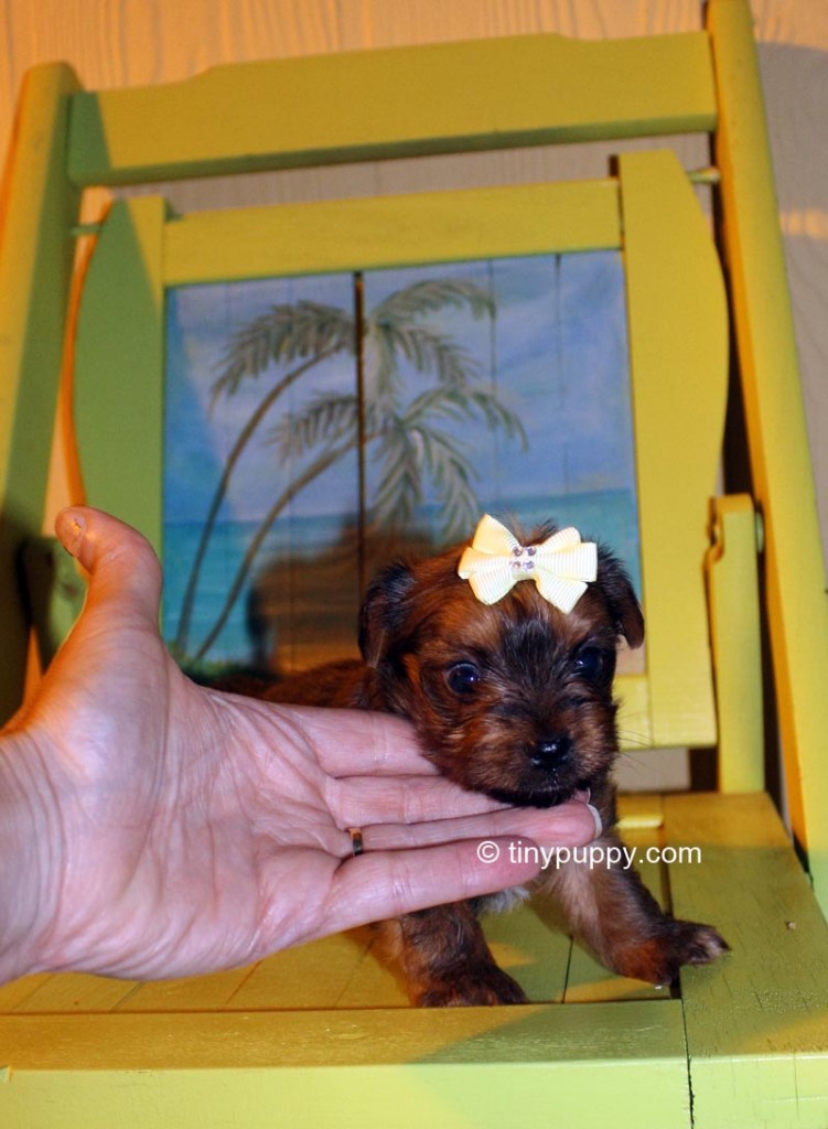 Little Kibbles Golden Sable Chocolate Yorkie - Tinypuppy