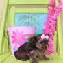 Coco Pari - Micro Dark Chocolate Yorkie - Tinypuppy