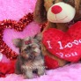 Teacup Golden Sable Yorkshire Terrier - Tinypuppy