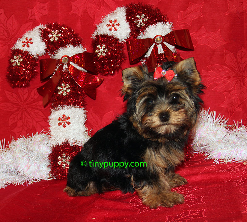 Little Christmas Yorkie Bella - Tinypuppy